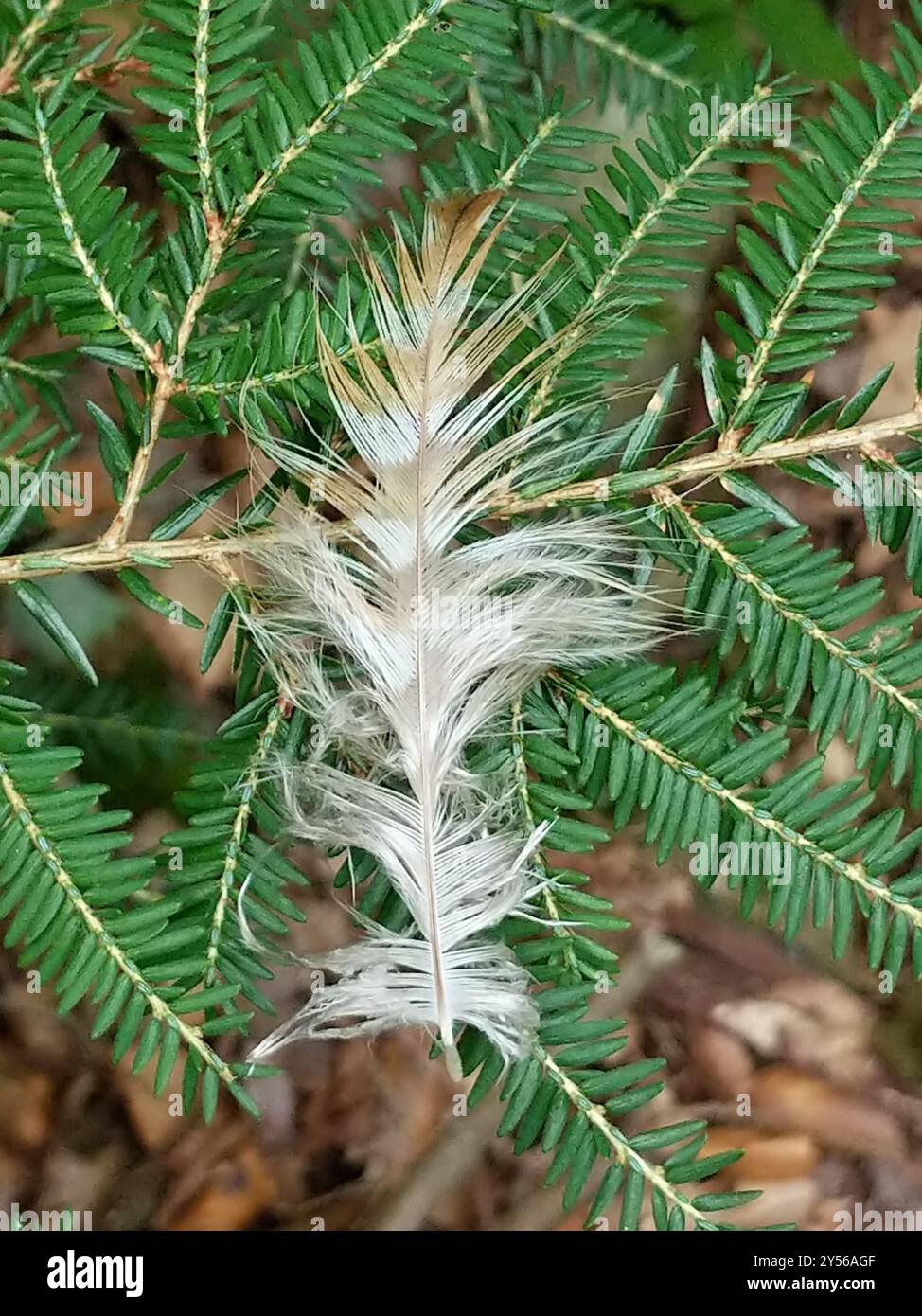 Birds (Aves) Aves Stock Photo - Alamy