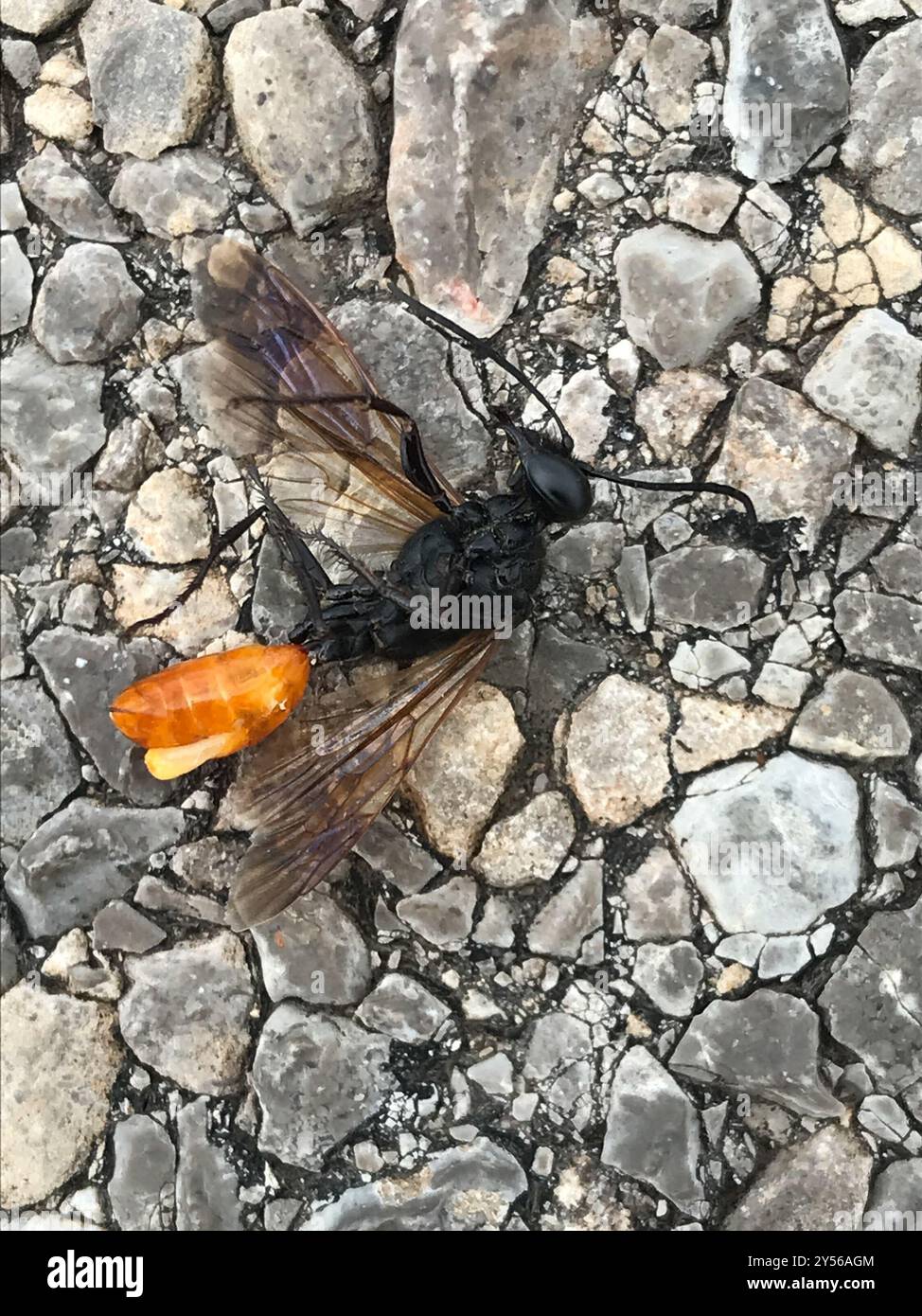 Sphex lucae hi-res stock photography and images - Alamy