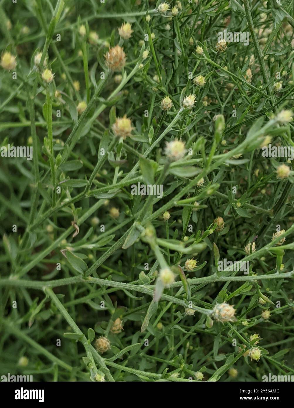 diffuse knapweed (Centaurea diffusa) Plantae Stock Photo - Alamy