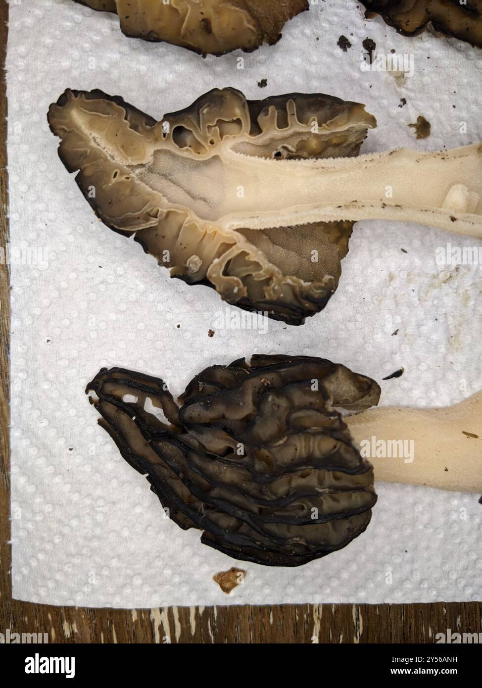 Half-free Morel (Morchella punctipes) Fungi Stock Photo - Alamy