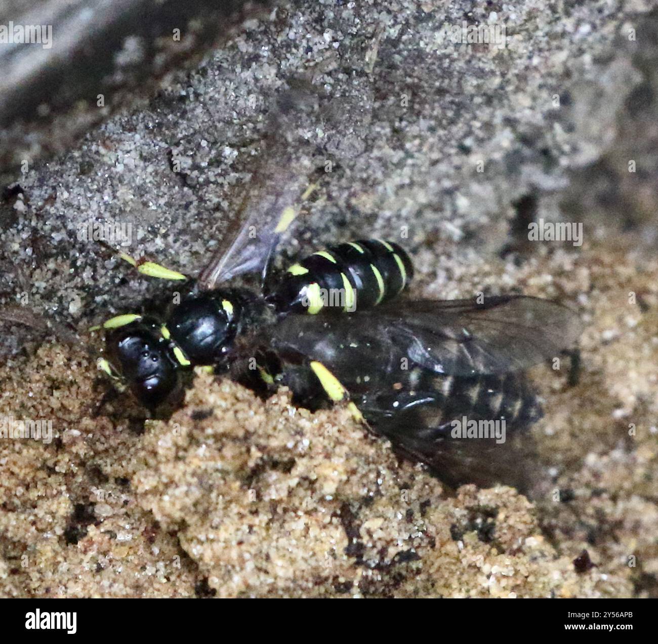 Shield-handed Wasps (Crabro) Insecta Stock Photo - Alamy