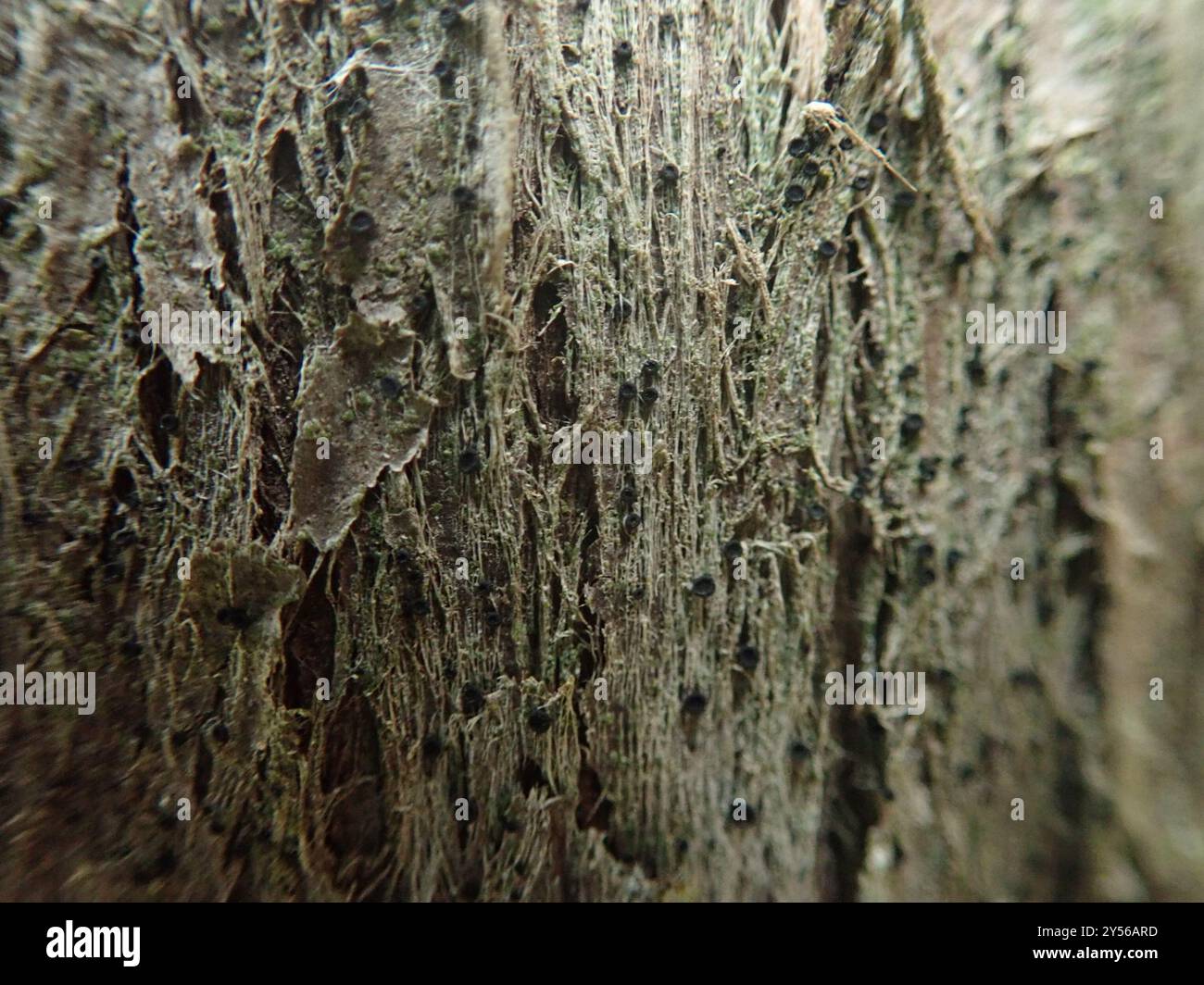 (Lopadium disciforme) Fungi Stock Photo - Alamy