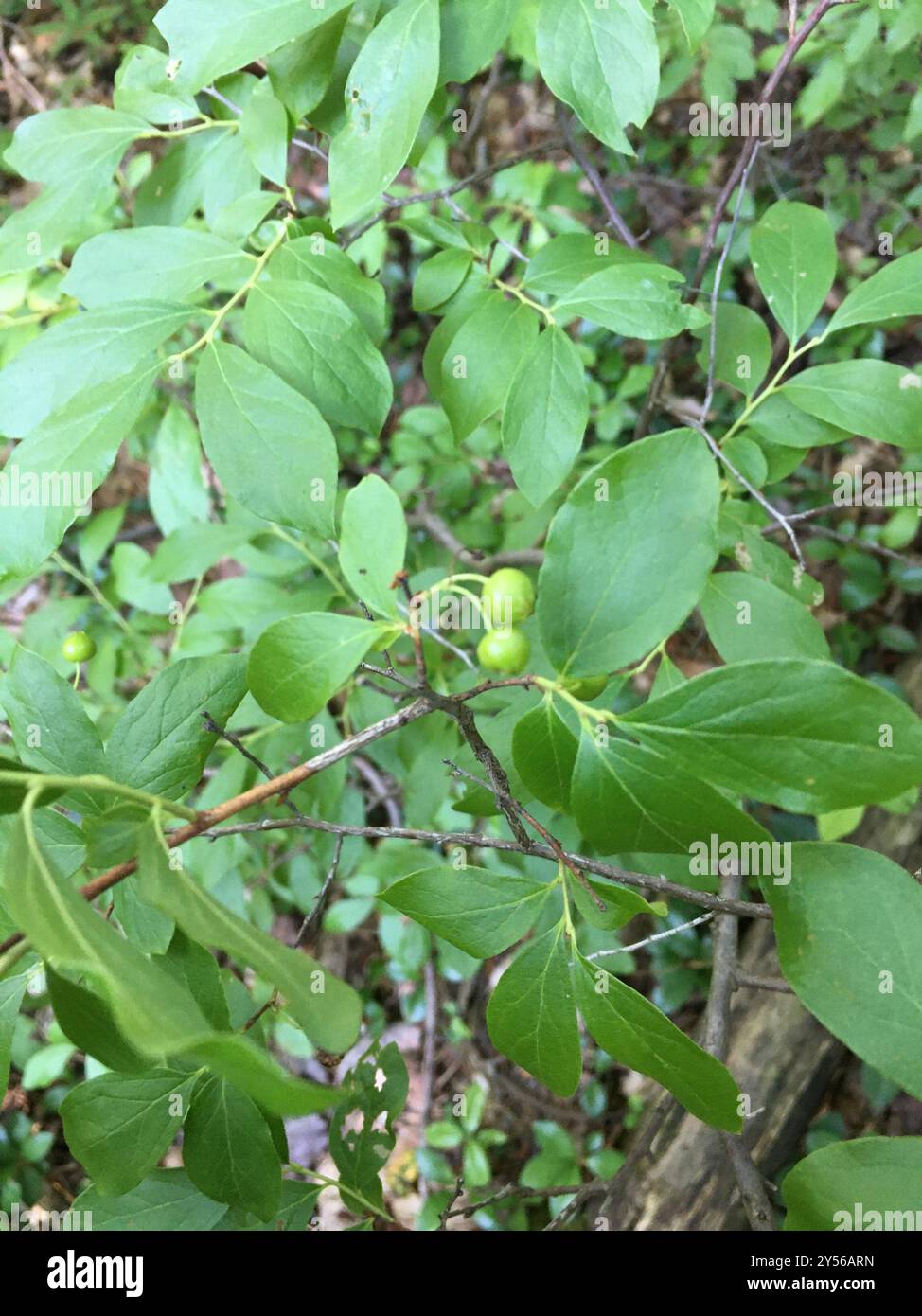 black huckleberry (Gaylussacia baccata) Plantae Stock Photo - Alamy