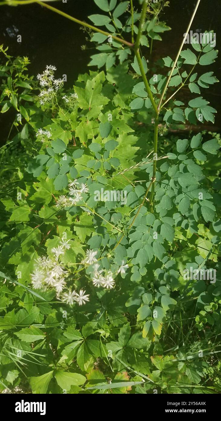 tall meadow-rue (Thalictrum pubescens) Plantae Stock Photo - Alamy