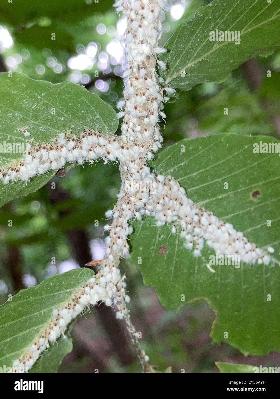 Beech Blight Aphid (Grylloprociphilus imbricator) Insecta Stock Photo ...