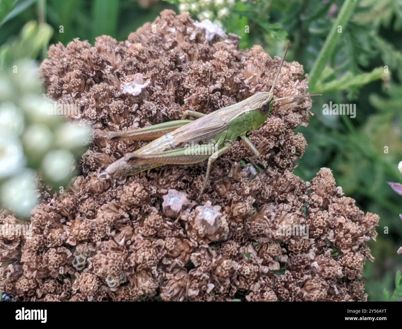 Meadow Grasshopper (Pseudochorthippus parallelus) Insecta Stock Photo ...