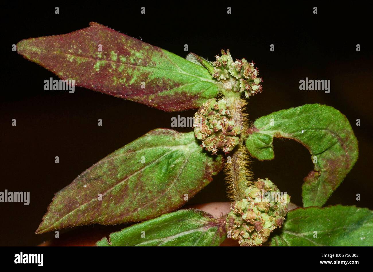 Asthma plant (Euphorbia hirta) Plantae Stock Photo - Alamy