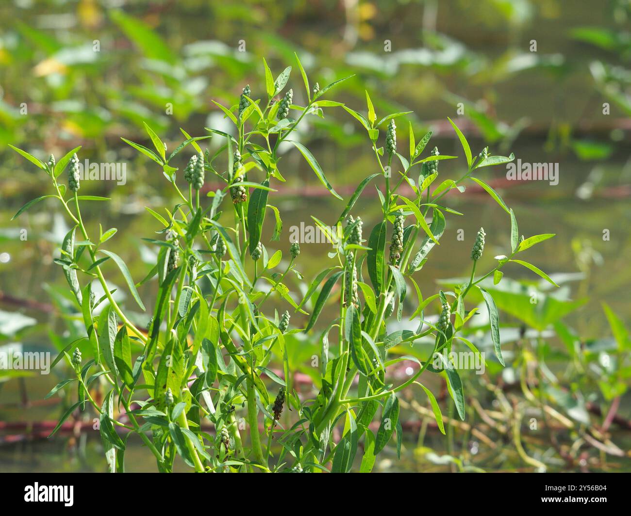 chickenspike (Sphenoclea zeylanica) Plantae Stock Photo - Alamy