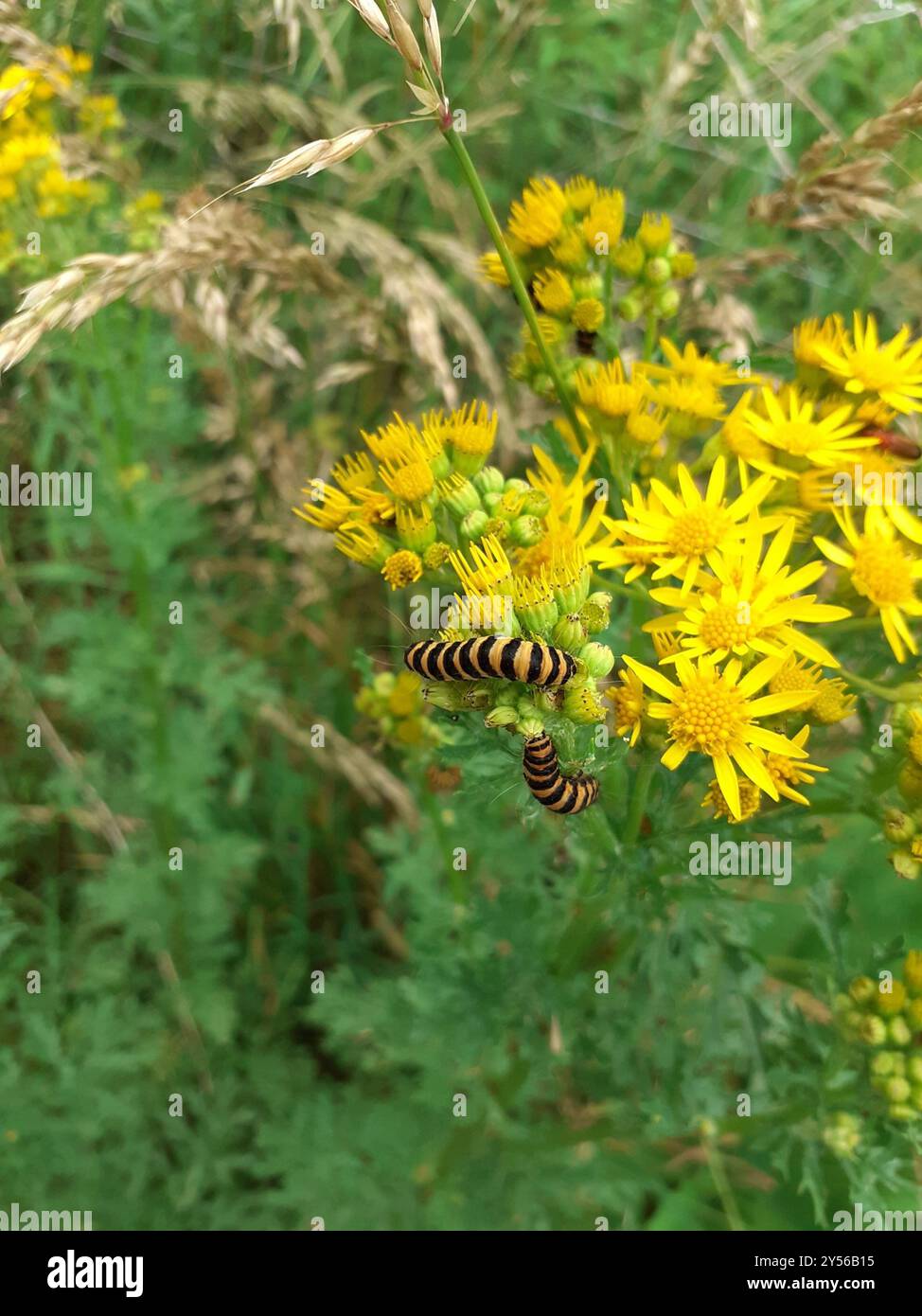 Cinnabar moth (Tyria jacobaeae) Insecta Stock Photo - Alamy