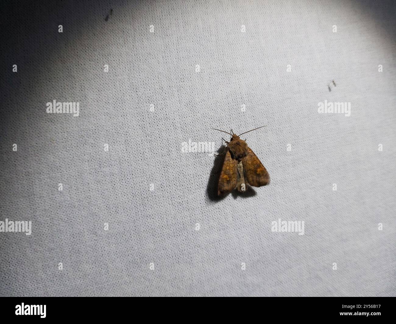 Ear Moths (Amphipoea) Insecta Stock Photo - Alamy