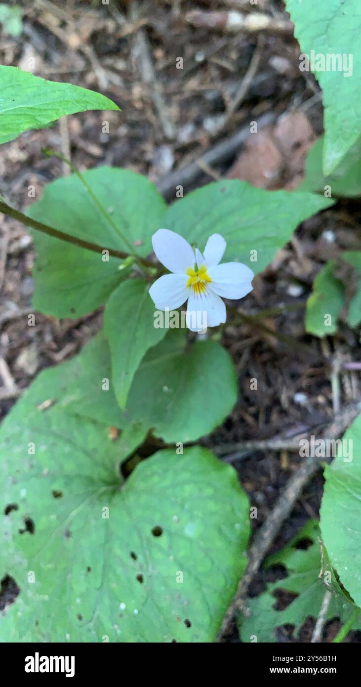 Canada Violet (Viola canadensis) Plantae Stock Photo - Alamy