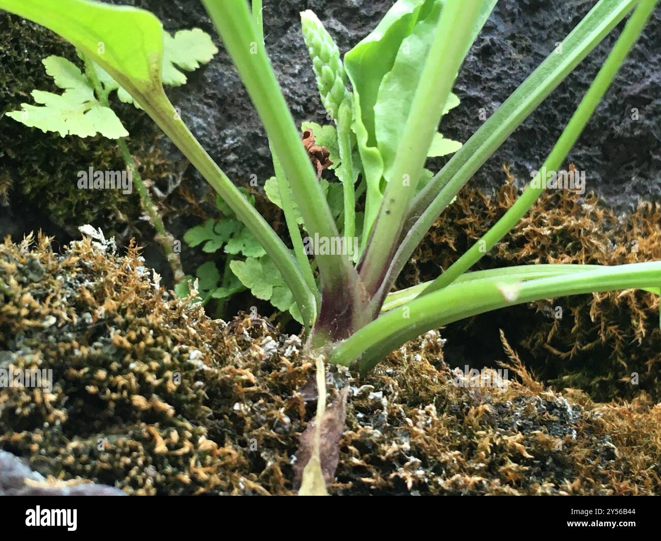 American plantain (Plantago rugelii) Plantae Stock Photo - Alamy