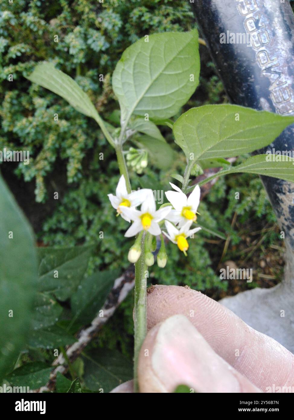 American black nightshade (Solanum americanum) Plantae Stock Photo - Alamy