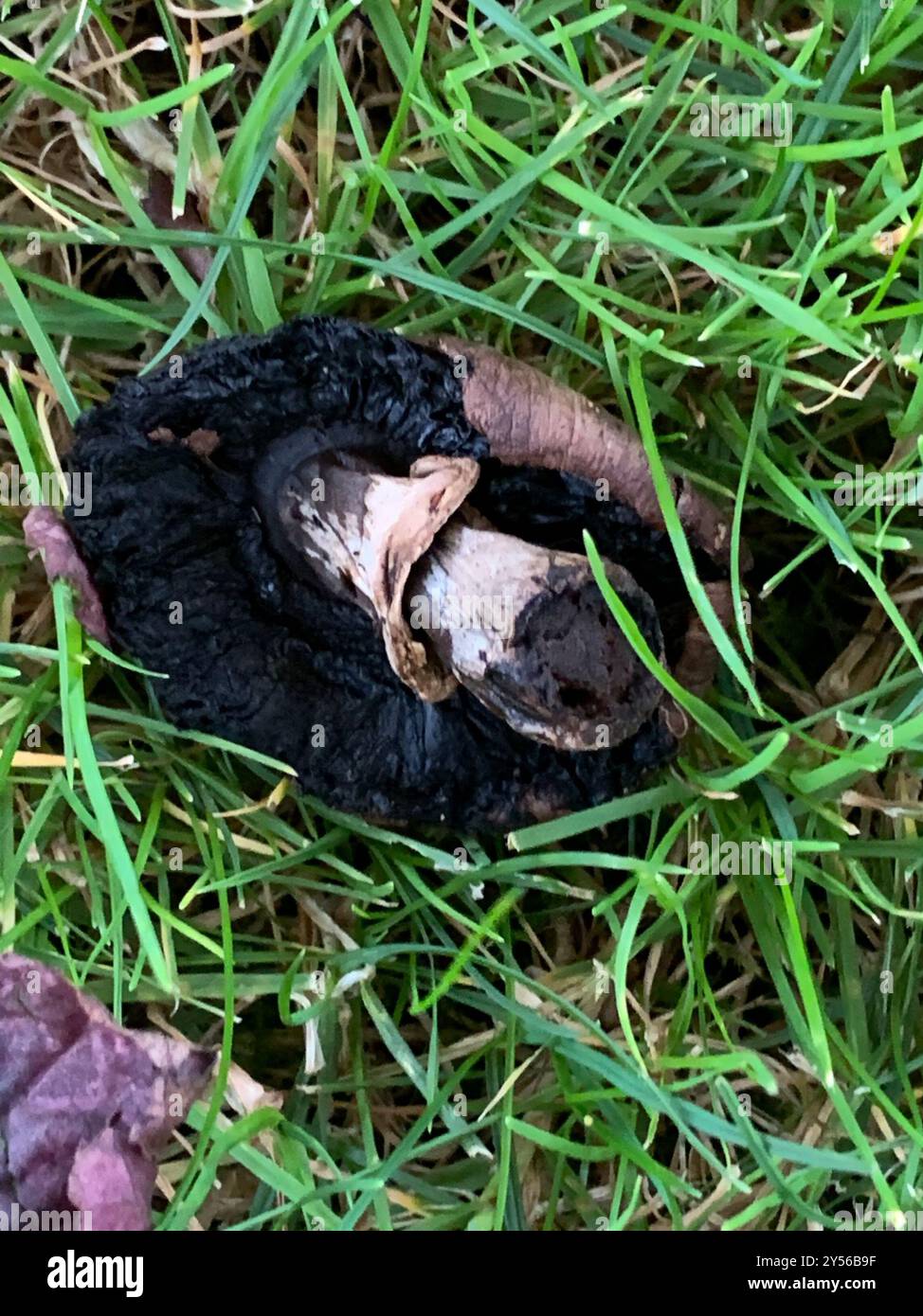 California Agaricus (Agaricus californicus) Fungi Stock Photo - Alamy