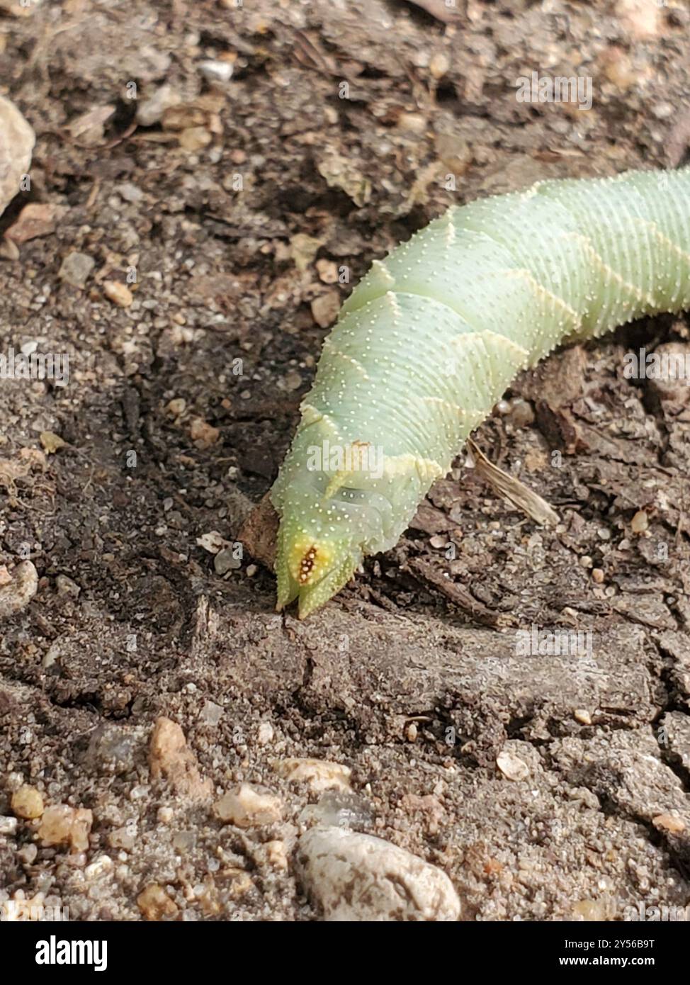 Walnut Sphinx (Amorpha juglandis) Insecta Stock Photo - Alamy