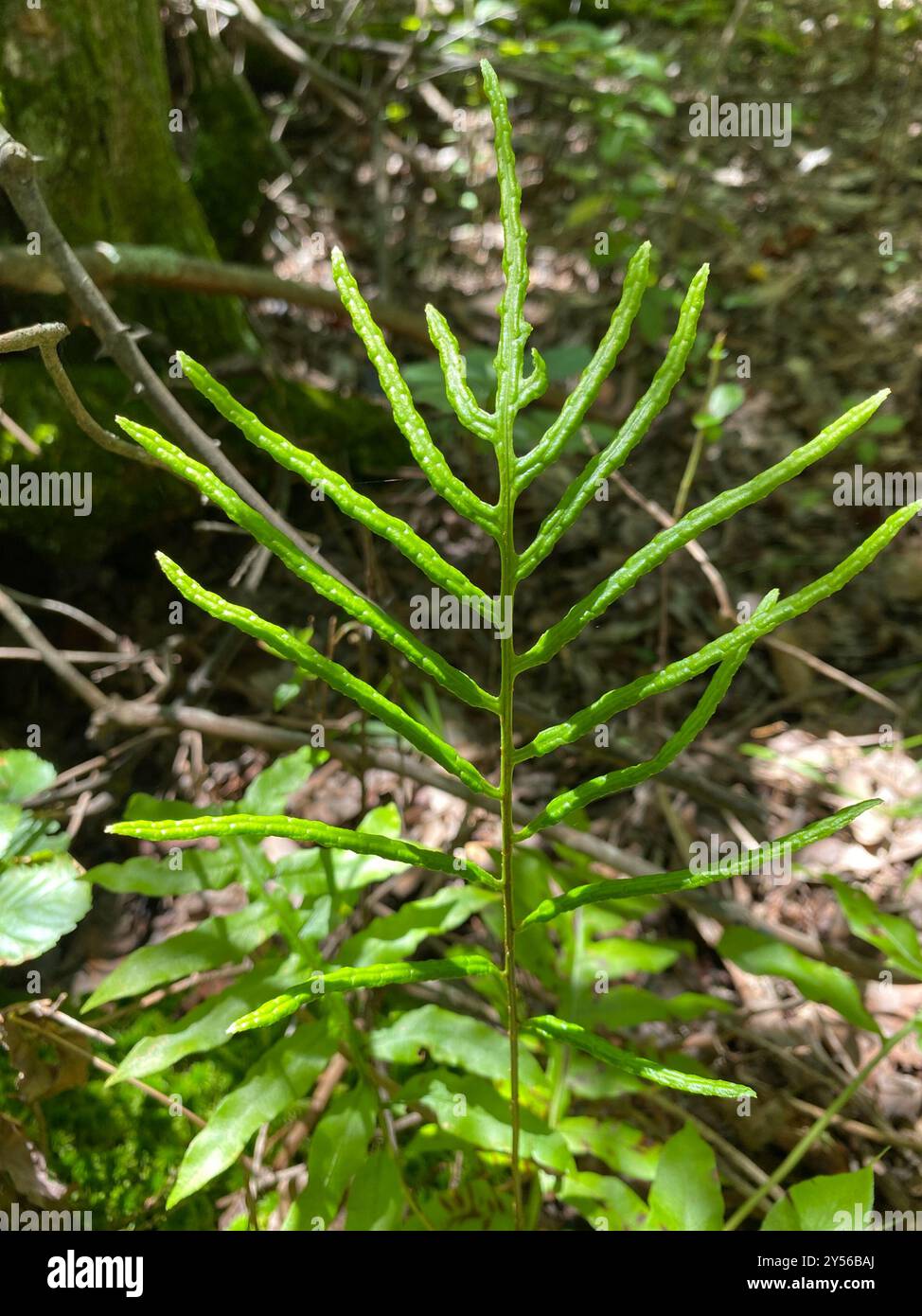 netted chain fern (Woodwardia areolata) Plantae Stock Photo - Alamy