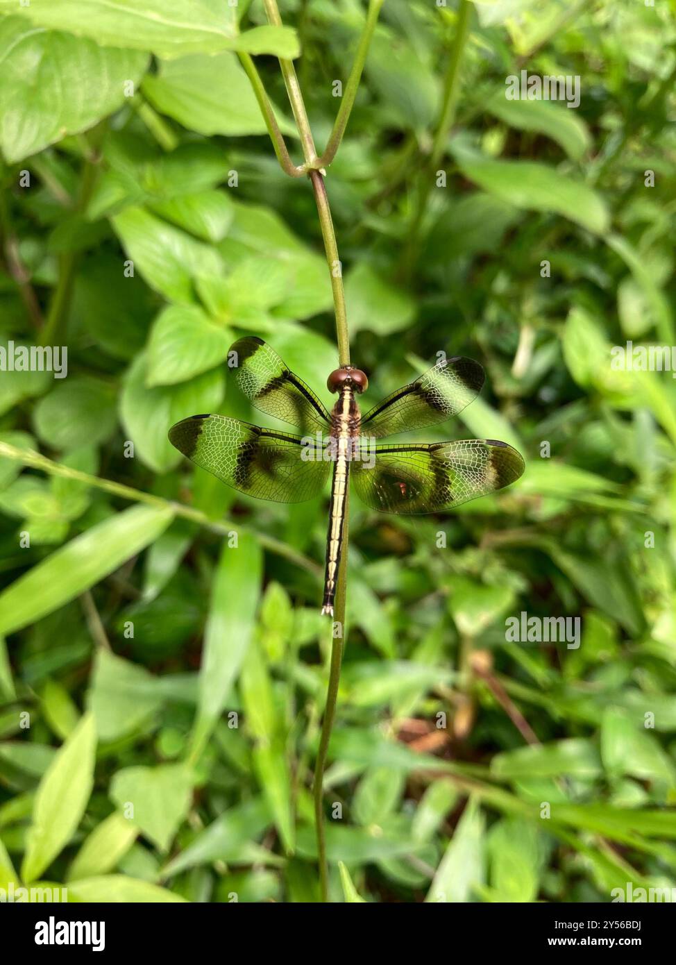 Pied Paddy Skimmer (Neurothemis tullia) Insecta Stock Photo - Alamy