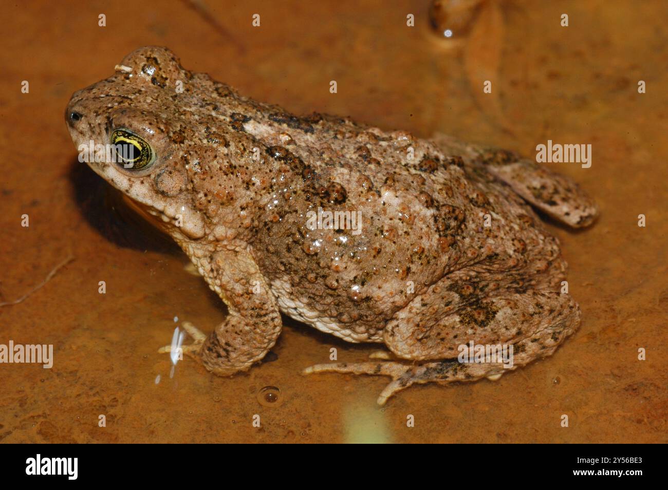 Pygmy Toad (Poyntonophrynus vertebralis) Amphibia Stock Photo - Alamy
