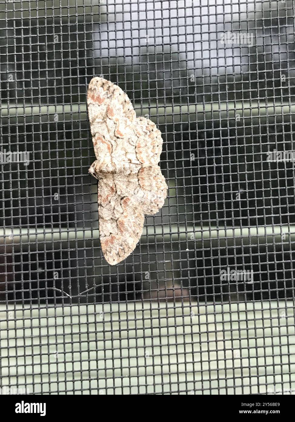 Brown-shaded Gray (Iridopsis defectaria) Insecta Stock Photo - Alamy