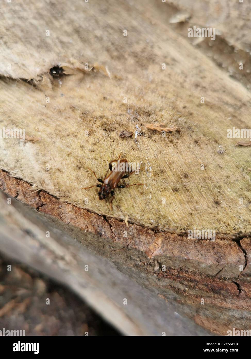 Tanbark Borer (Phymatodes testaceus) Insecta Stock Photo - Alamy