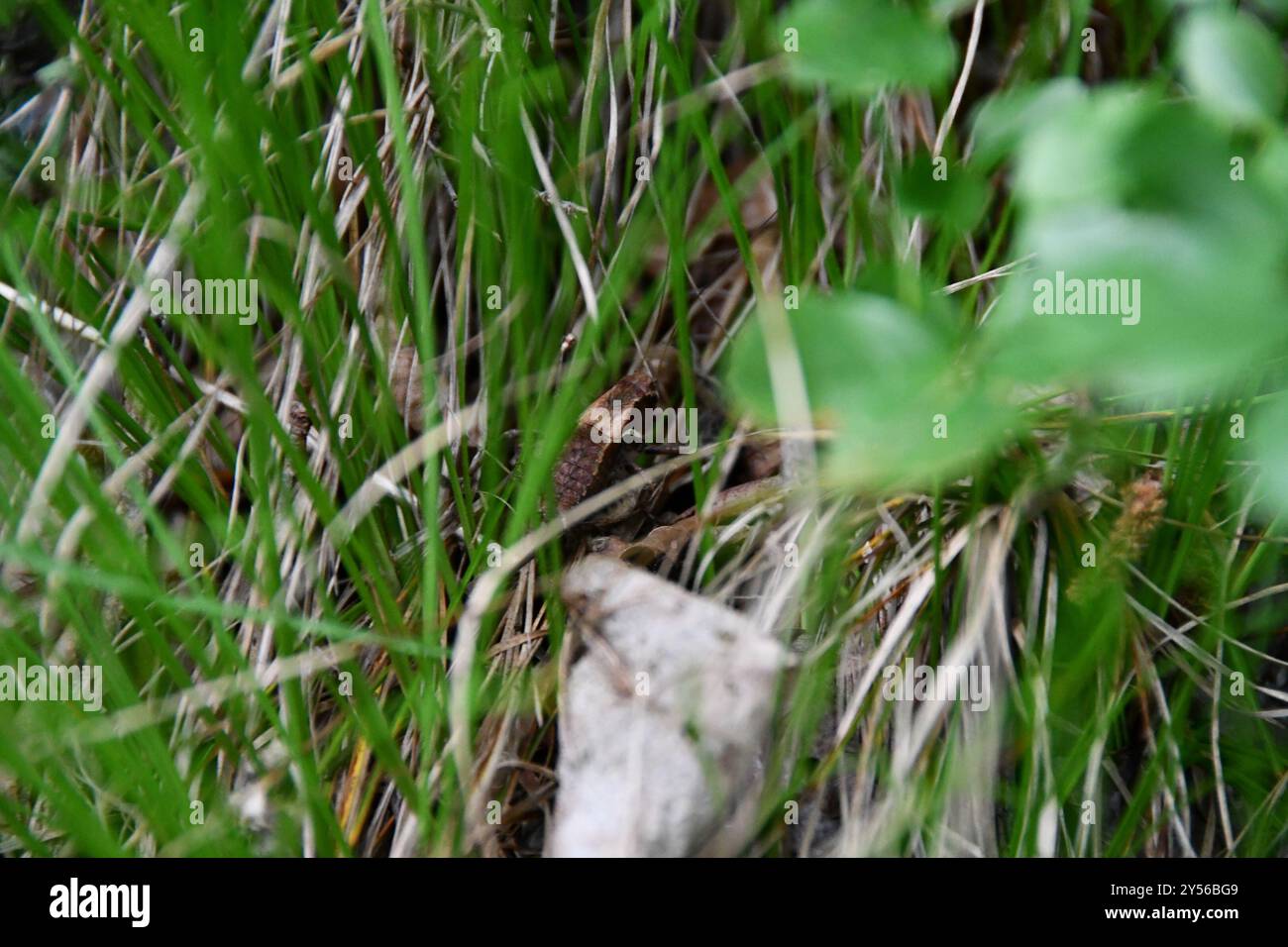 Alpine Dark Bush-cricket (Pholidoptera aptera) Insecta Stock Photo - Alamy