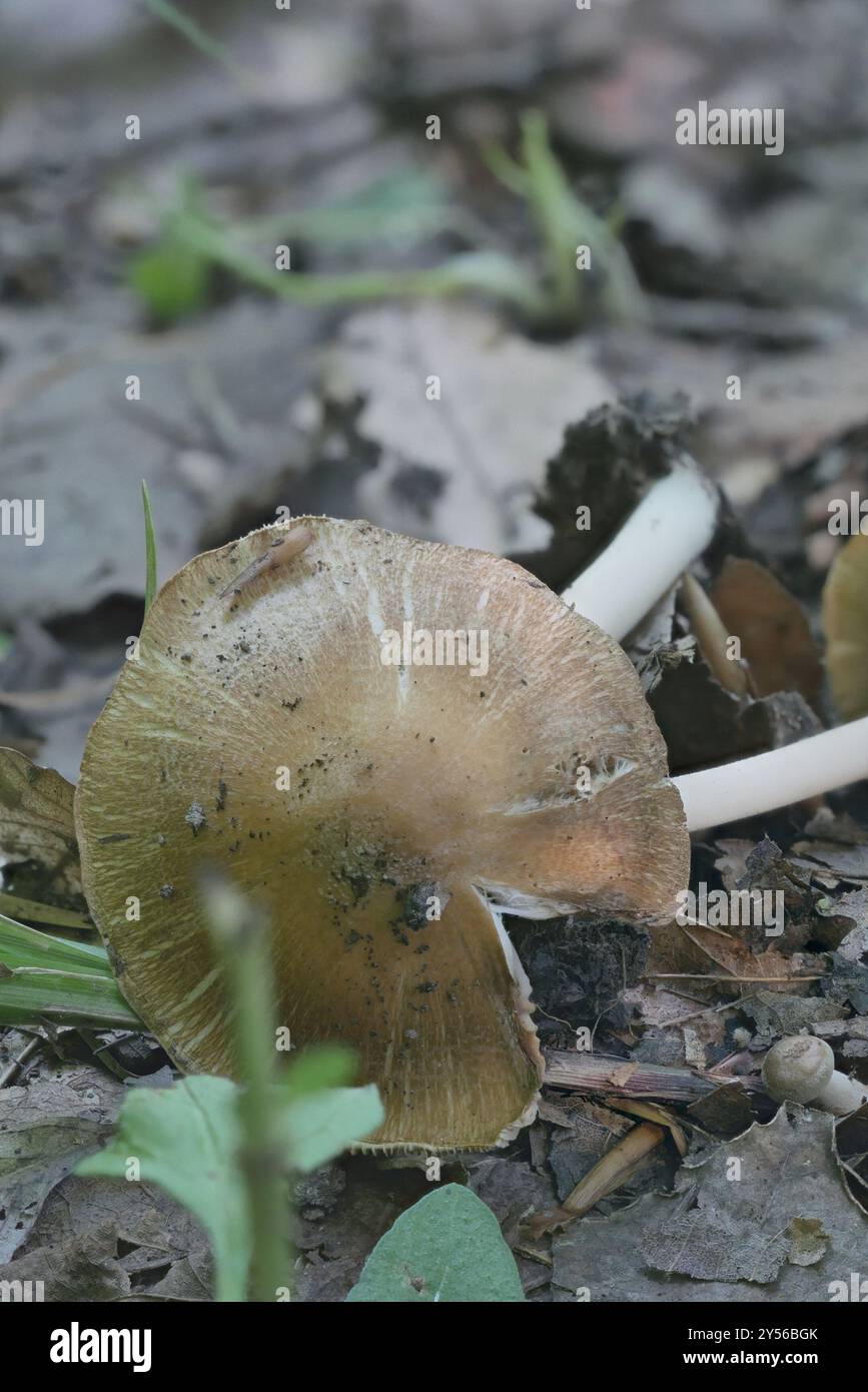 Fibercaps and Allies (Inocybaceae) Fungi Stock Photo - Alamy