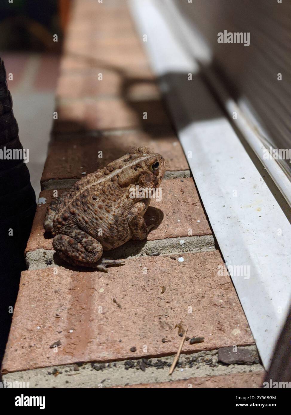 American Toad (Anaxyrus americanus) Amphibia Stock Photo - Alamy