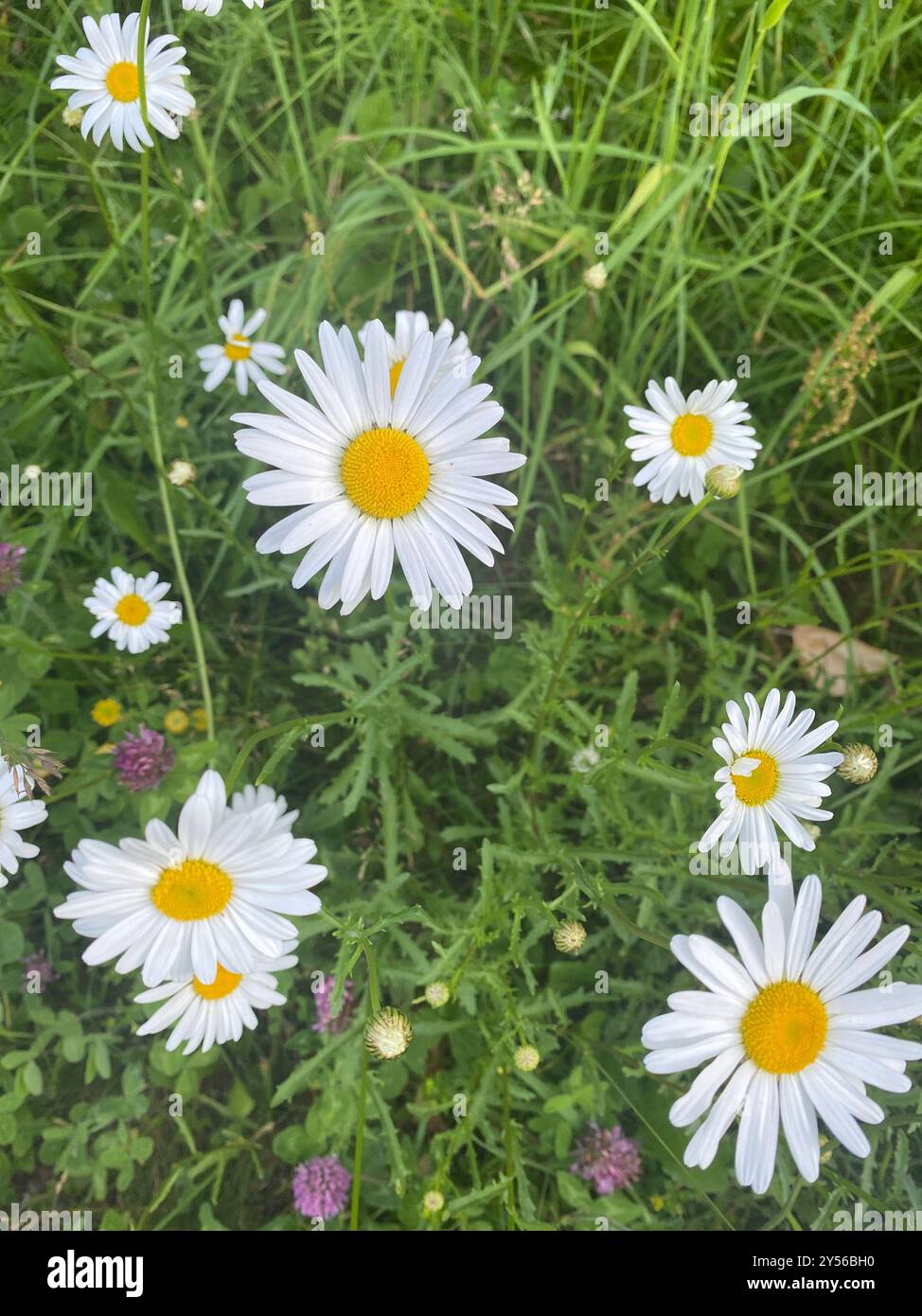 oxeye daisy (Leucanthemum vulgare) Plantae Stock Photo - Alamy