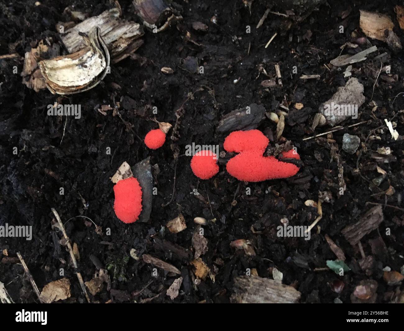 Red Raspberry Slime Mold (Tubifera ferruginosa) Protozoa Stock Photo ...
