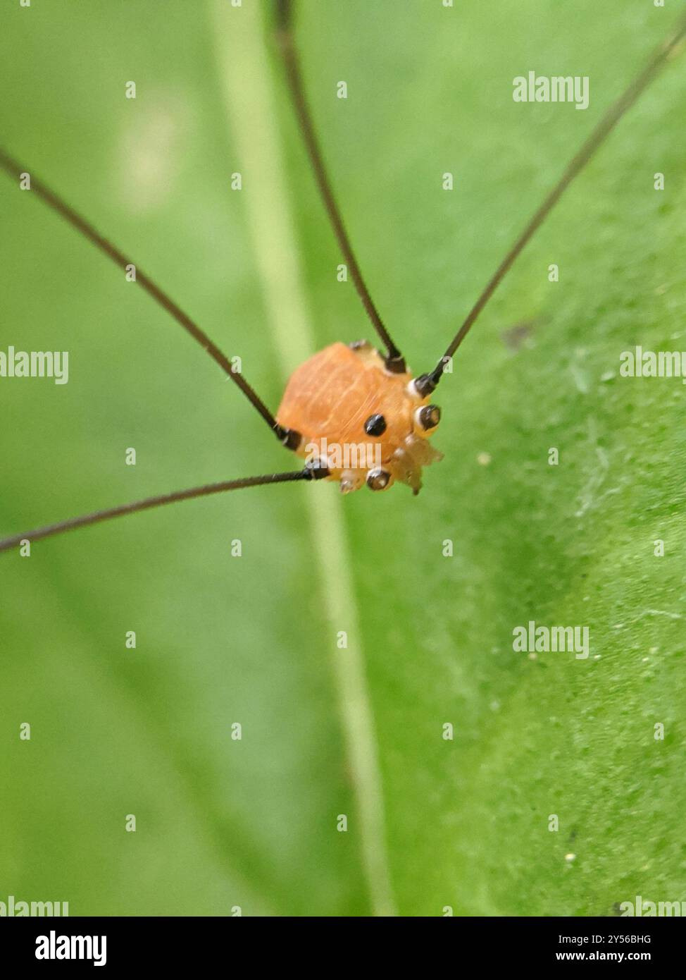 Aldrich's Harvestman (Leiobunum aldrichi) Arachnida Stock Photo - Alamy
