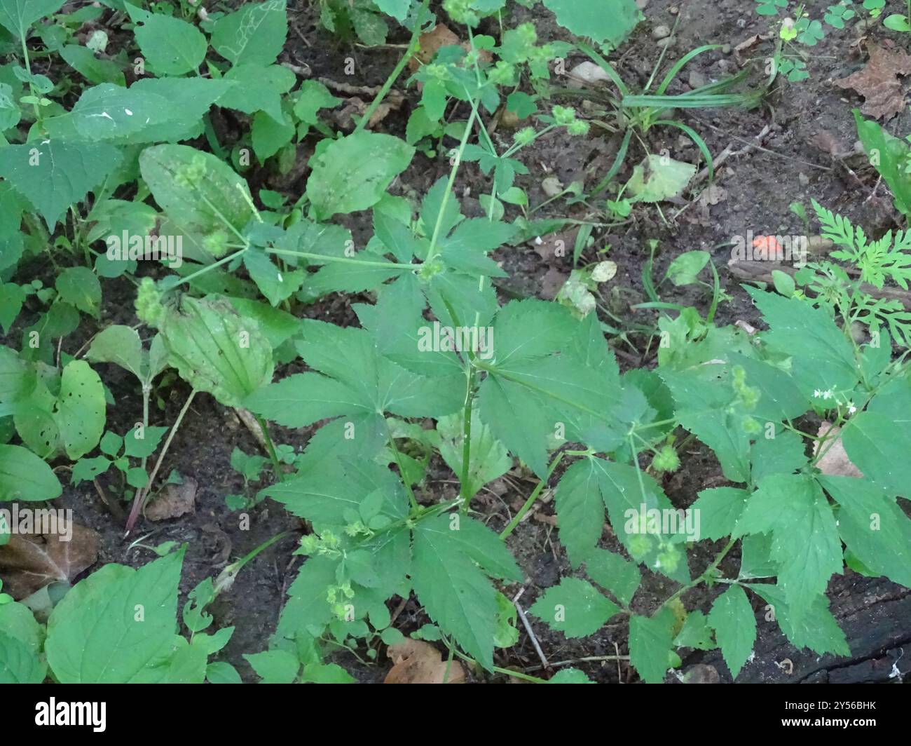 Black Snakeroot (Sanicula canadensis) Plantae Stock Photo - Alamy