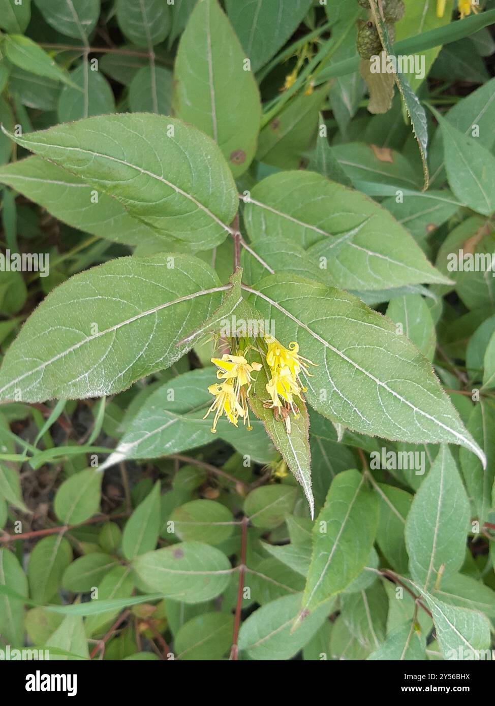 northern bush honeysuckle (Diervilla lonicera) Plantae Stock Photo - Alamy