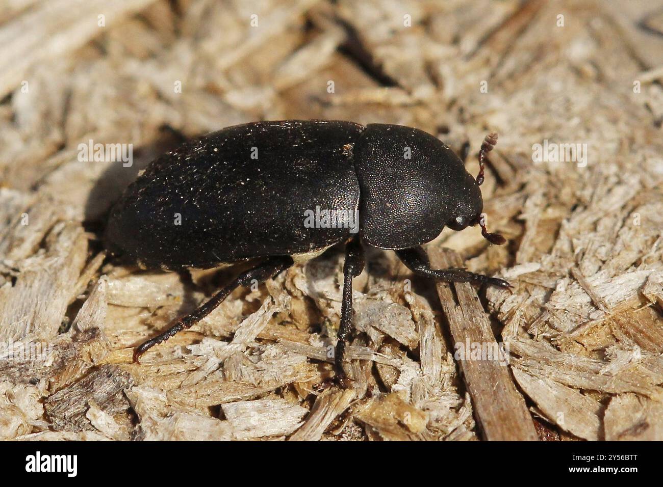 Dermestes laniarius hi-res stock photography and images - Alamy