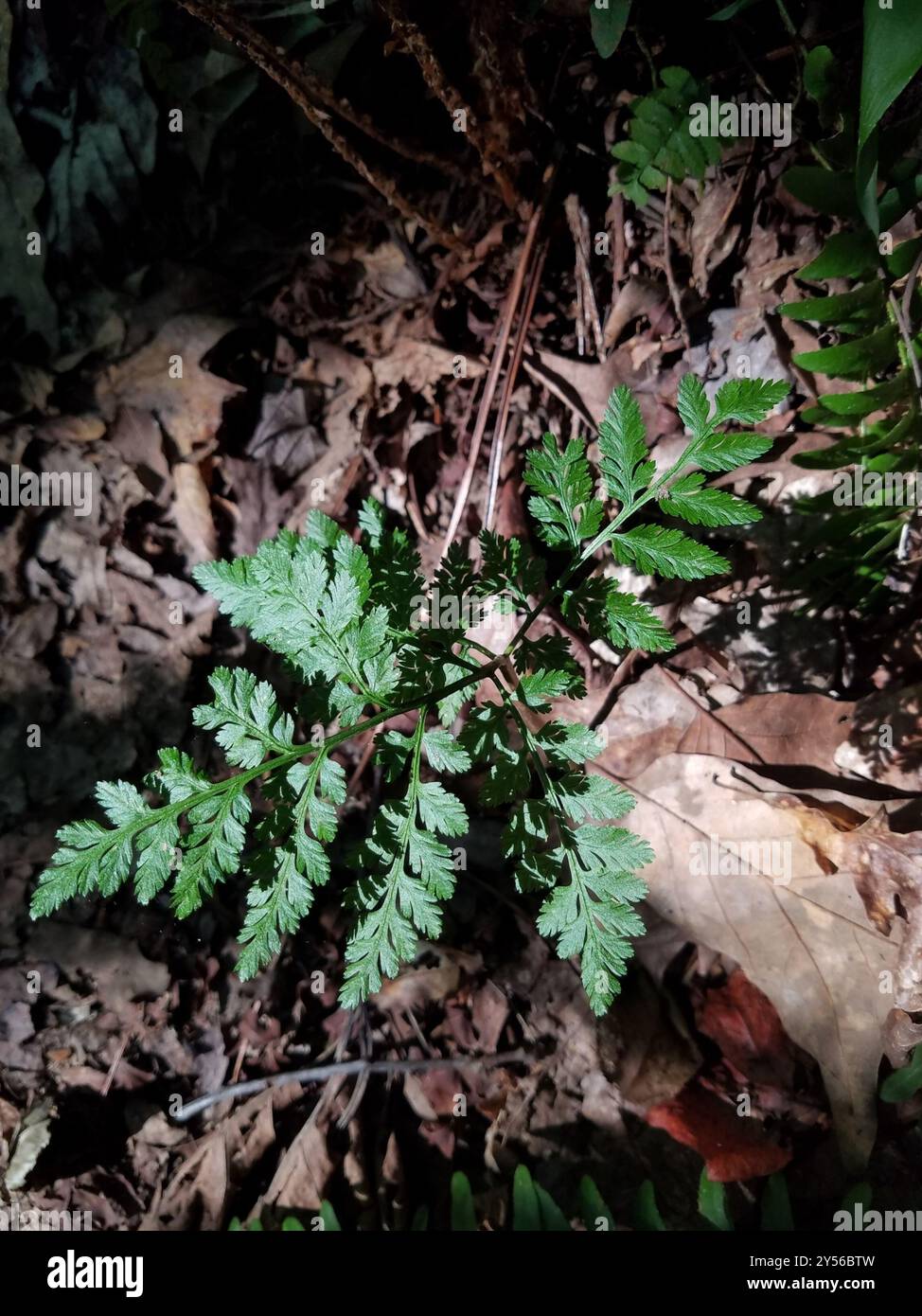 rattlesnake fern (Botrypus virginianus) Plantae Stock Photo - Alamy