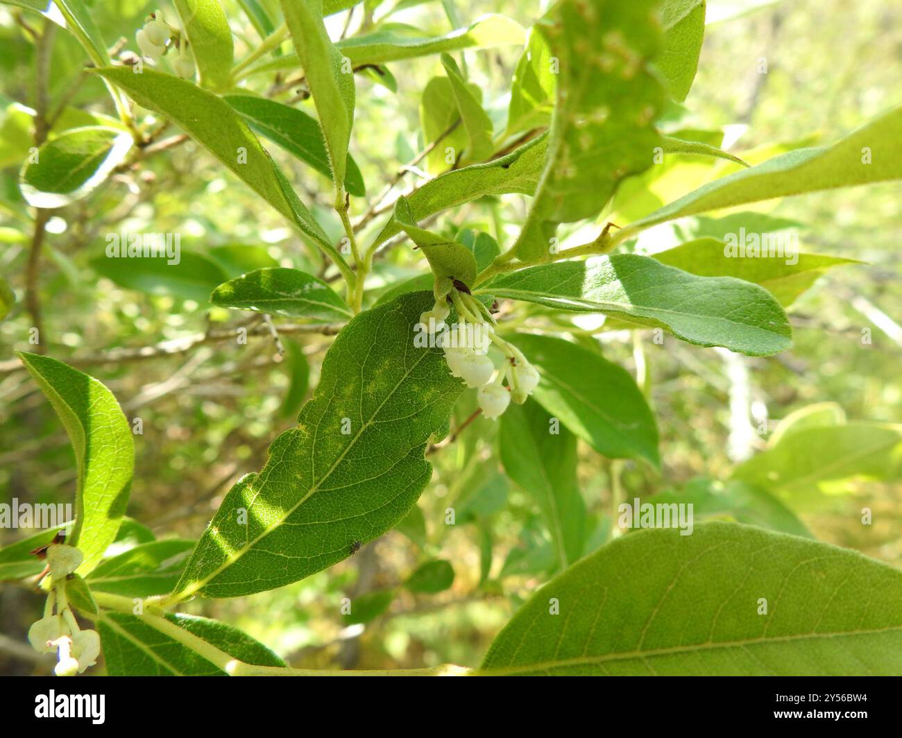 black huckleberry (Gaylussacia baccata) Plantae Stock Photo - Alamy