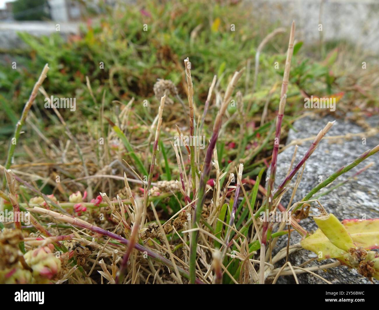 Hard-grass (Parapholis strigosa) Plantae Stock Photo - Alamy