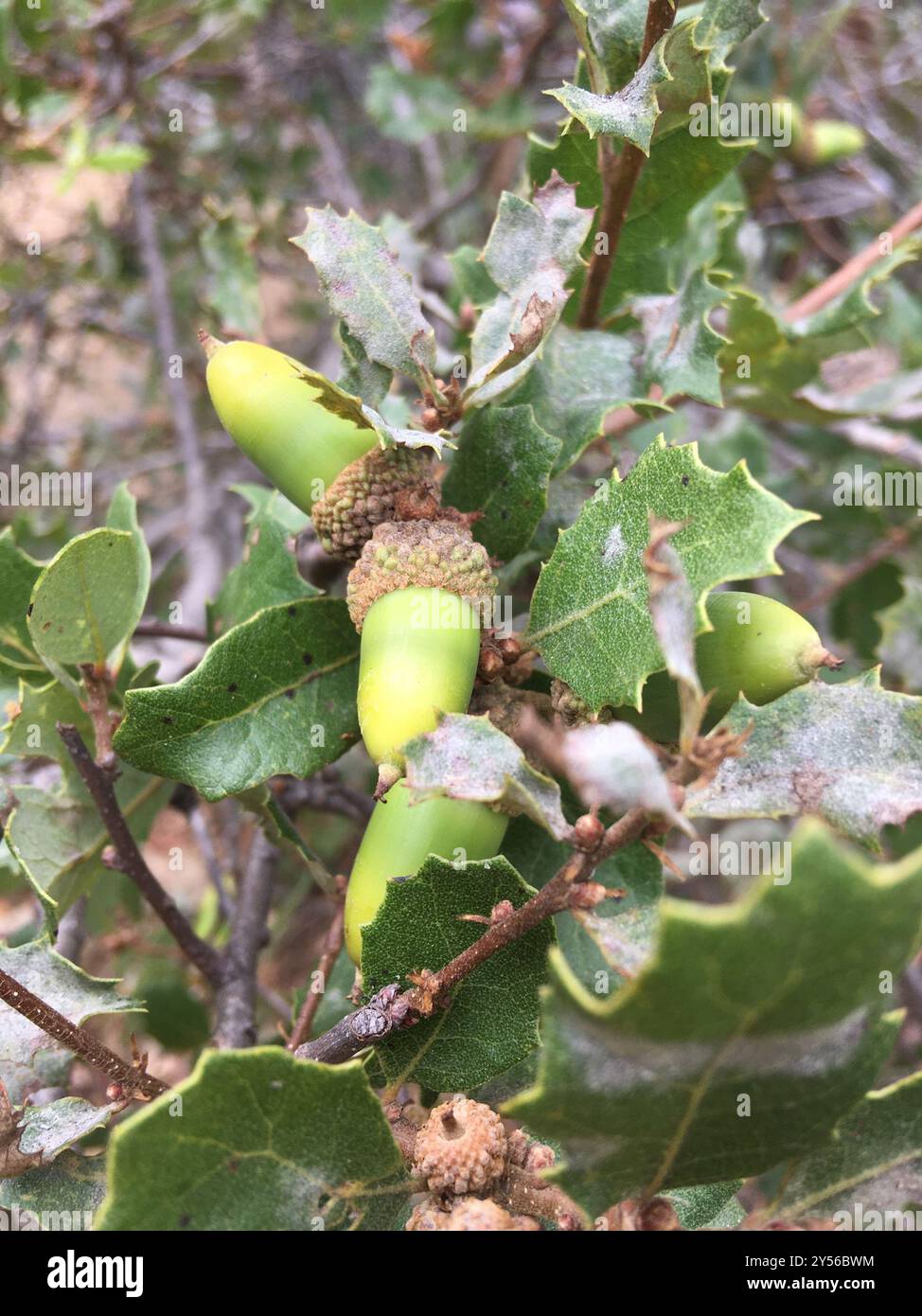 California scrub oak (Quercus berberidifolia) Plantae Stock Photo - Alamy