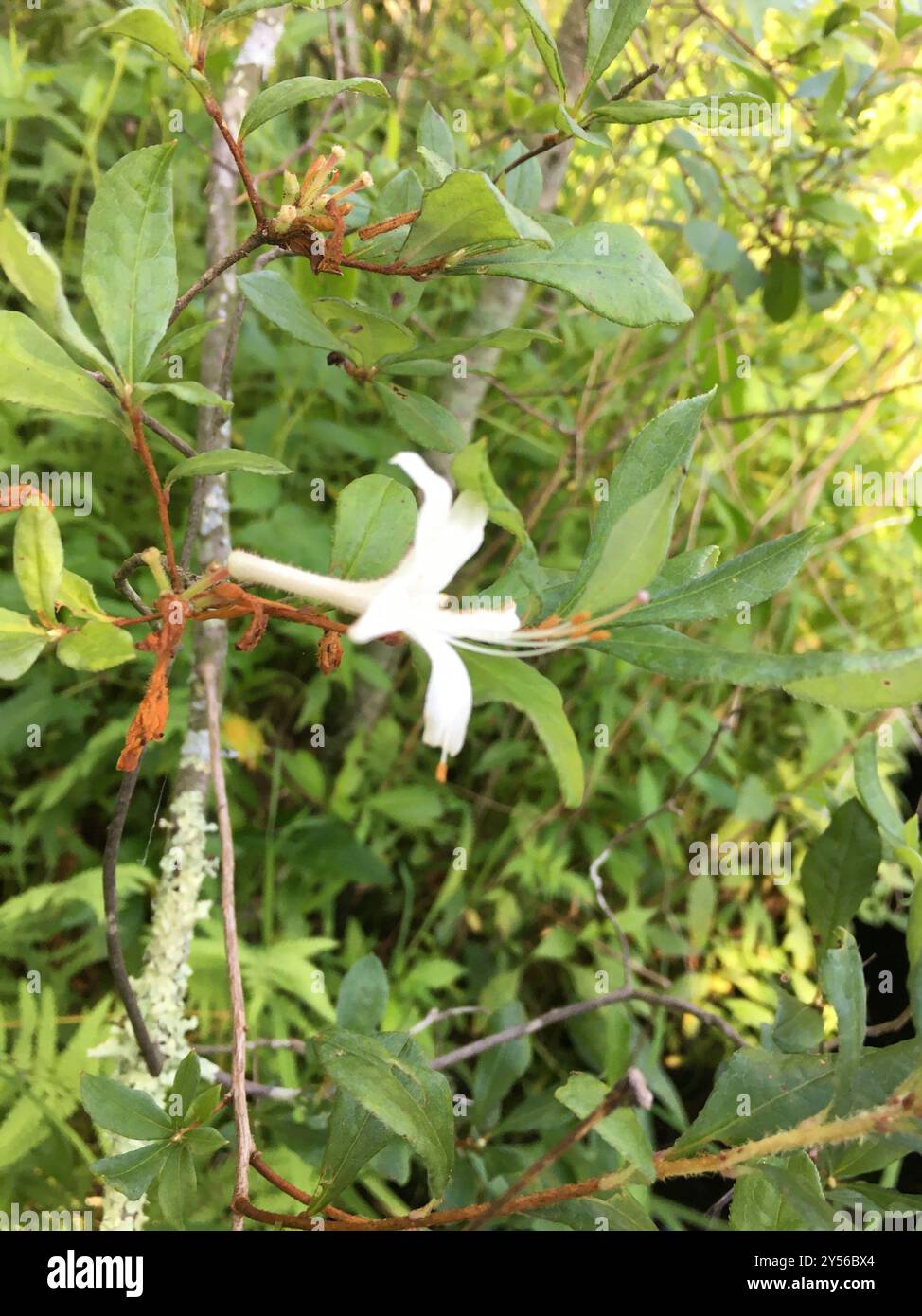 swamp azalea (Rhododendron viscosum) Plantae Stock Photo - Alamy
