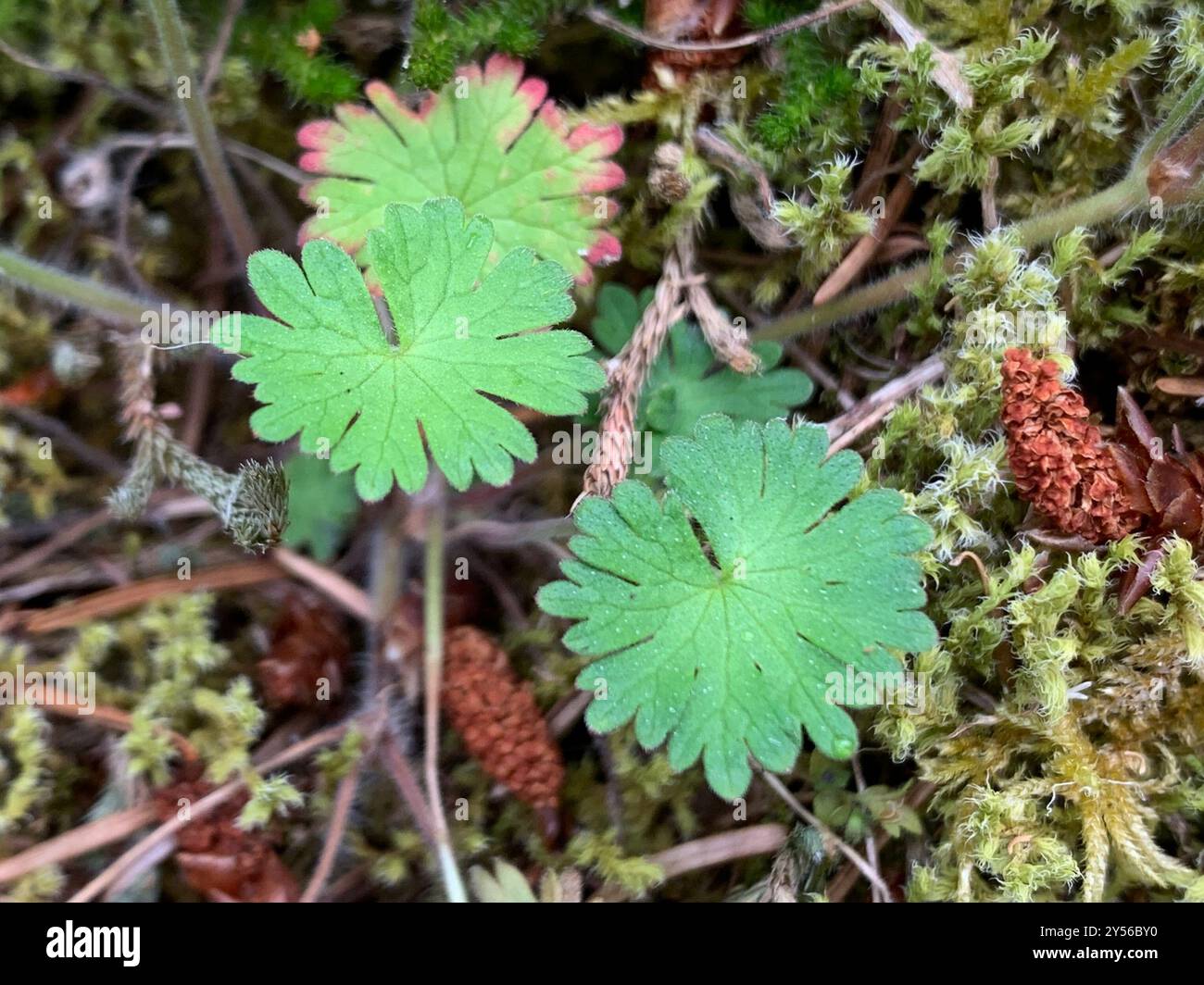 Dove's-foot crane's-bill (Geranium molle) Plantae Stock Photo - Alamy