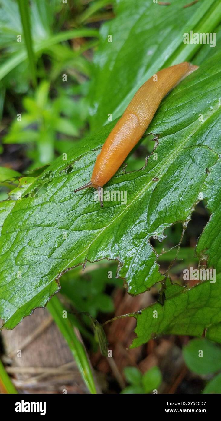 Western Dusky Slug (Arion subfuscus) Mollusca Stock Photo - Alamy