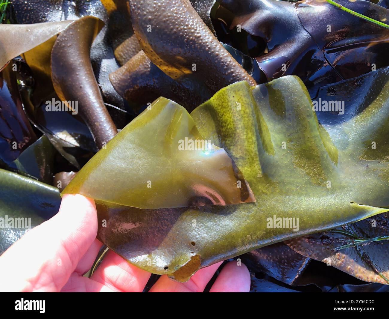 Iridescent Algae (Mazzaella) Plantae Stock Photo - Alamy
