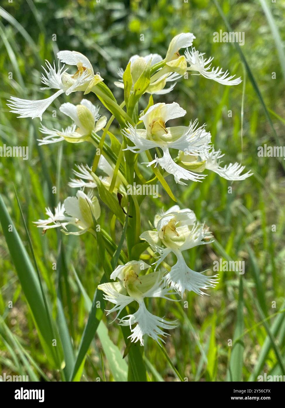 Western Prairie White Fringed Orchid (Platanthera praeclara) Plantae Stock Photo - Alamy