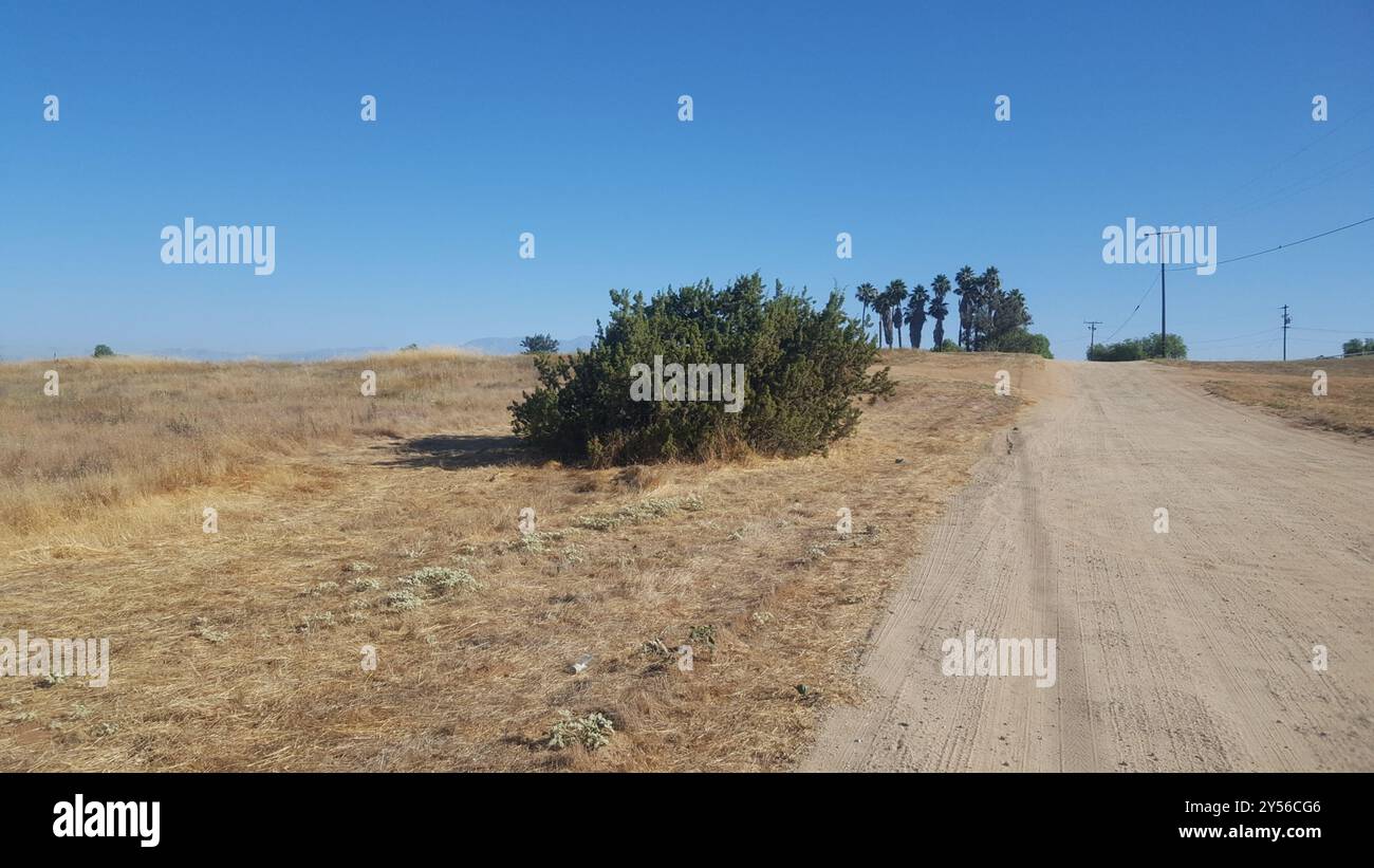 California juniper (Juniperus californica) Plantae Stock Photo - Alamy