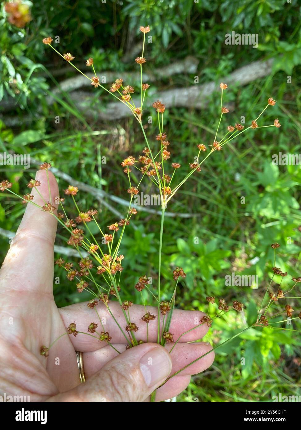 Large Grass-leaved Rush (Juncus biflorus) Plantae Stock Photo - Alamy