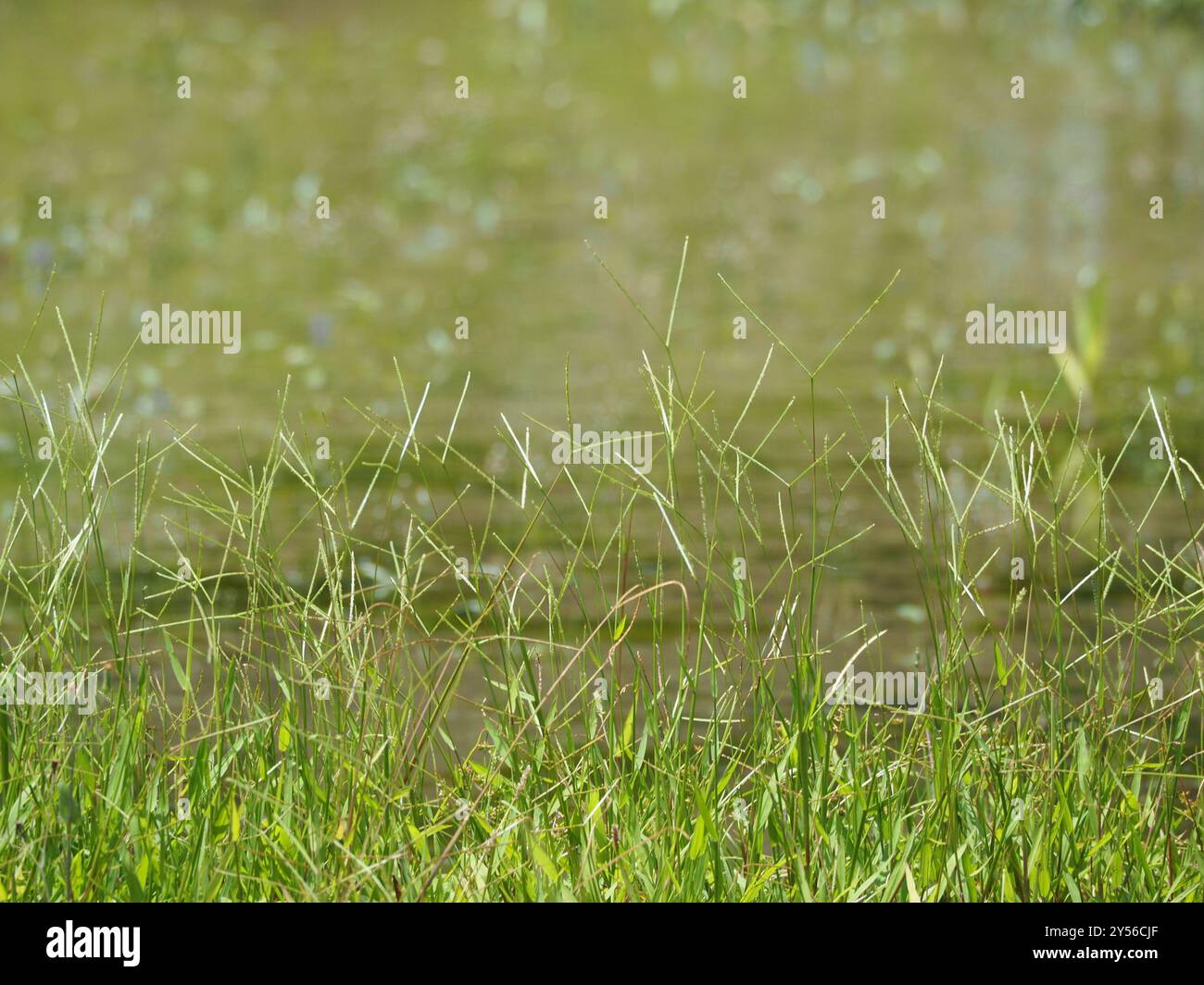 Hilograss (Paspalum conjugatum) Plantae Stock Photo - Alamy