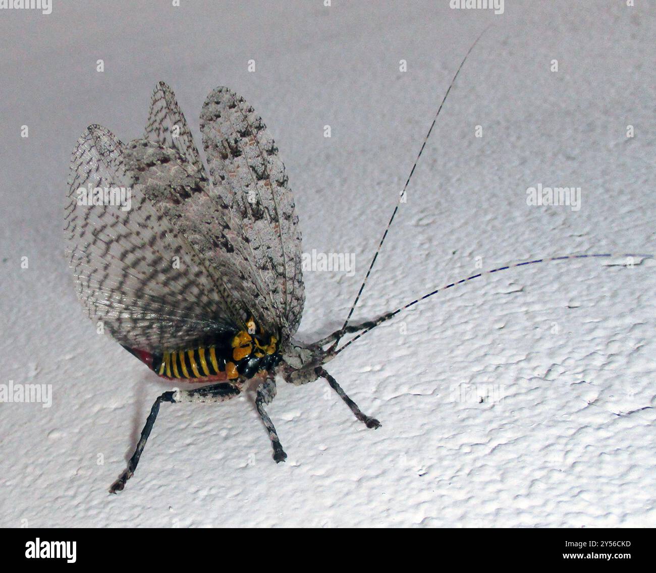 Common Bark Katydid (Cymatomera denticollis) Insecta Stock Photo - Alamy