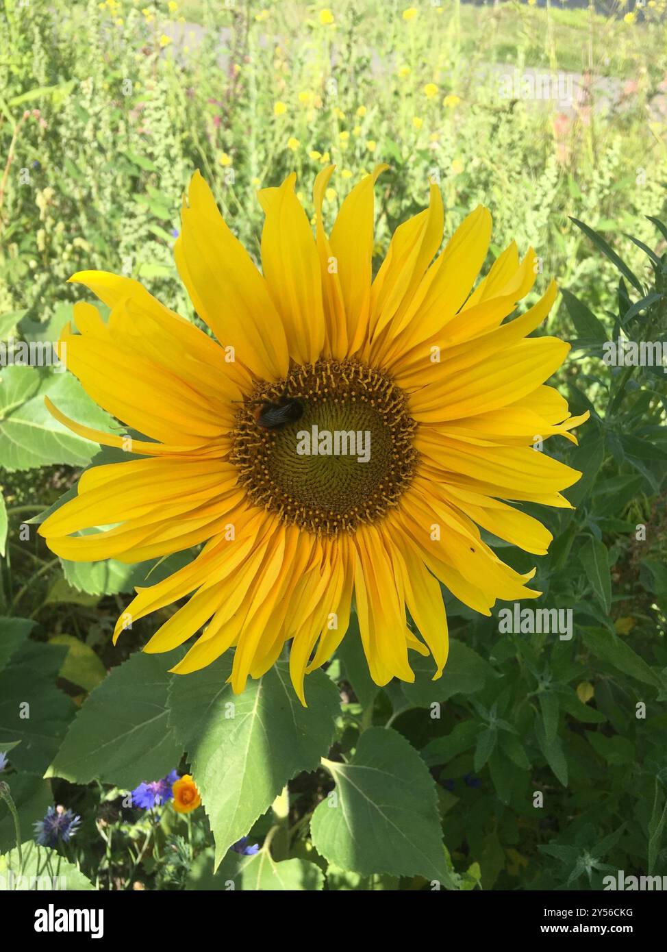 Common Sunflower (Helianthus annuus) Plantae Stock Photo - Alamy