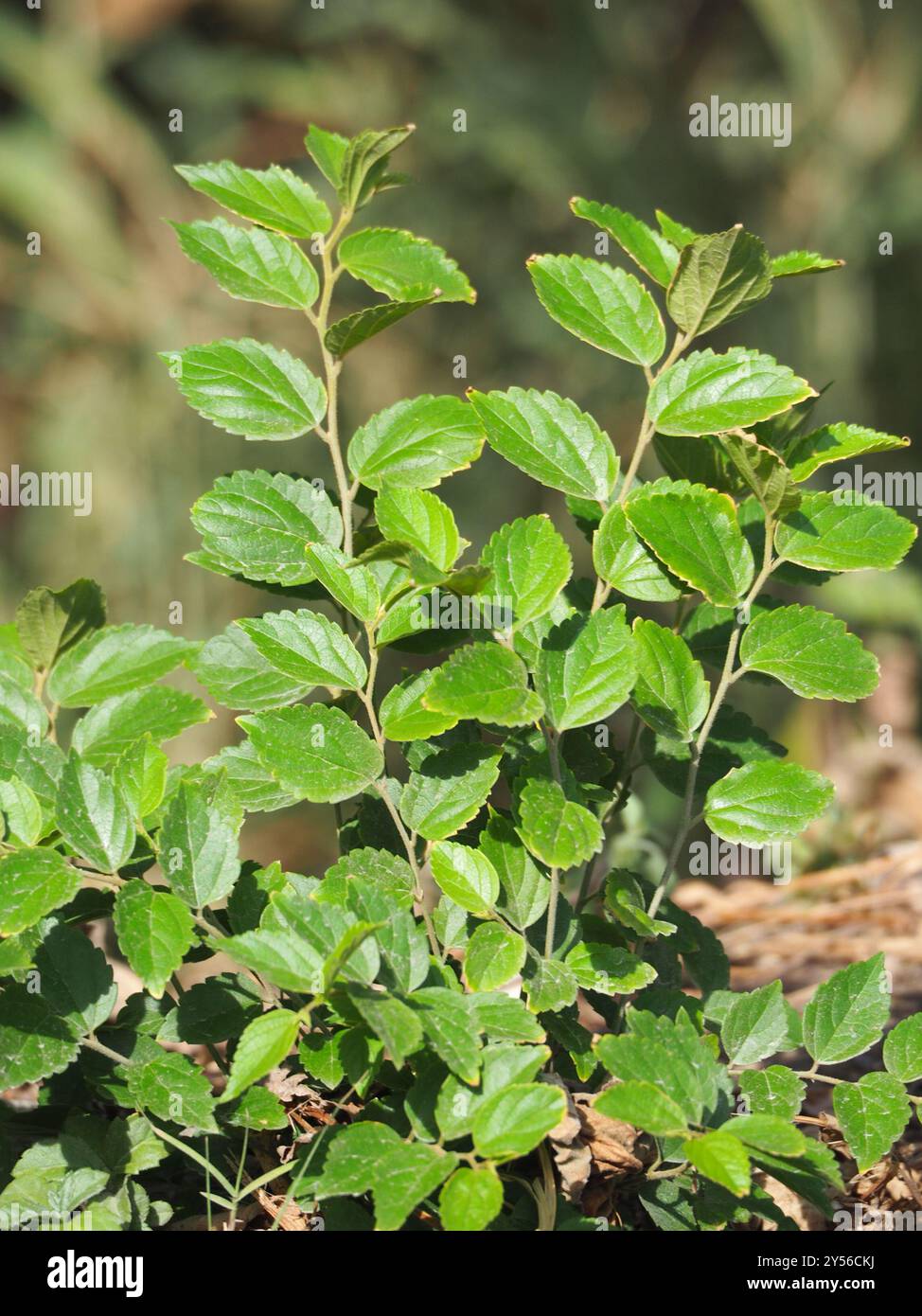 Chinese Hackberry (Celtis sinensis) Plantae Stock Photo - Alamy