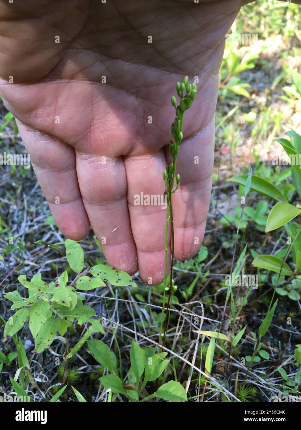 yellow screwstem (Bartonia virginica) Plantae Stock Photo - Alamy