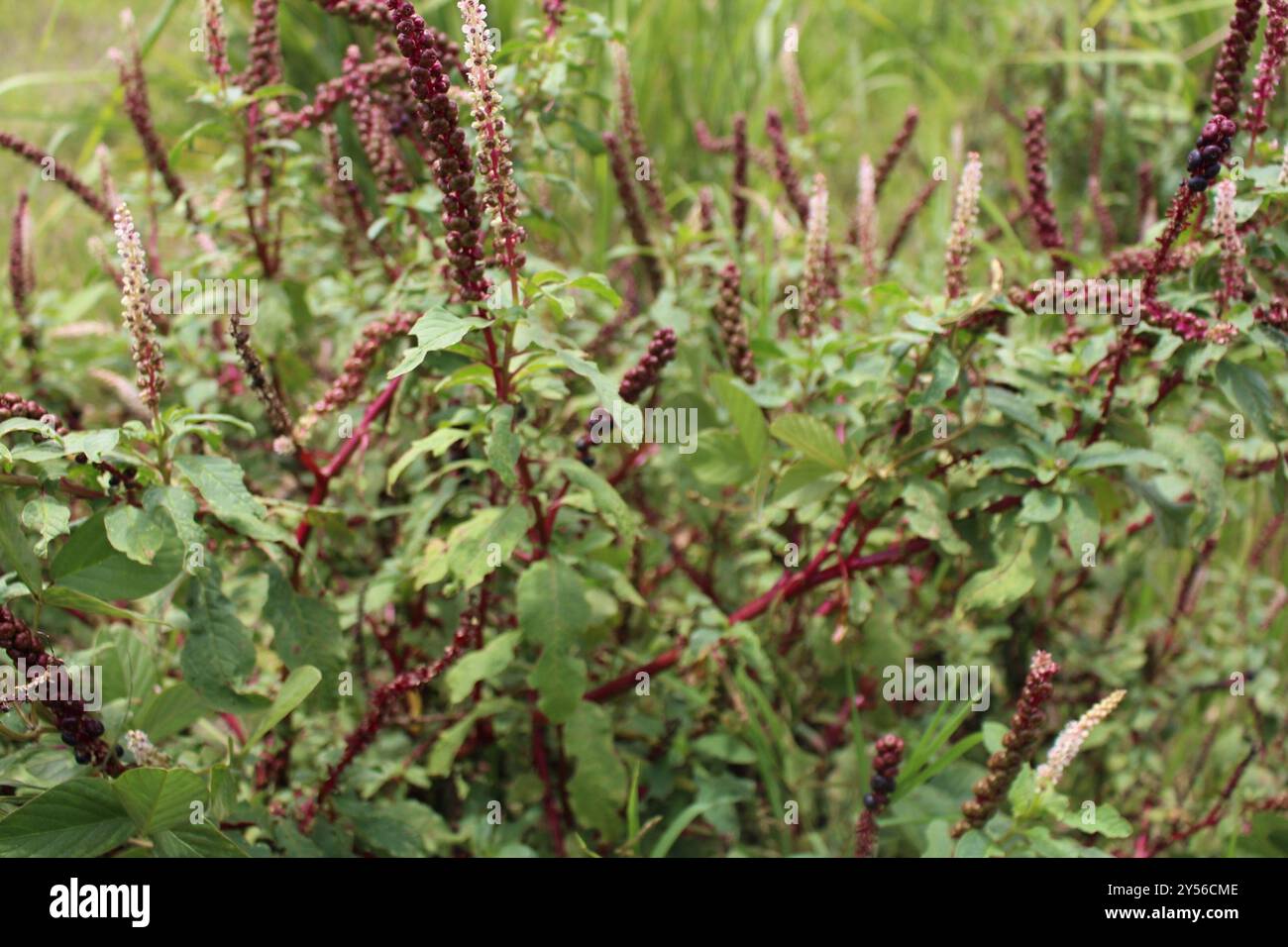 Tropical Pokeweed (Phytolacca icosandra) Plantae Stock Photo - Alamy